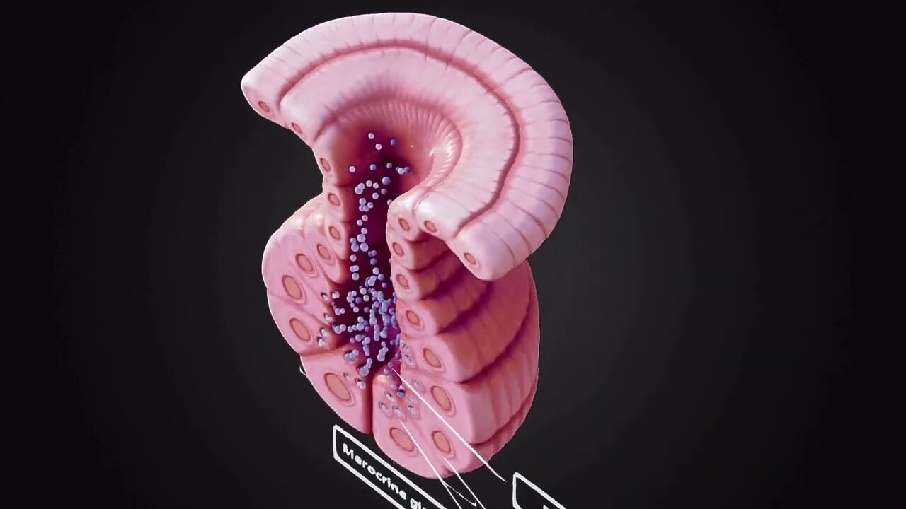 ArtStation - Exocrine gland medical 3d model