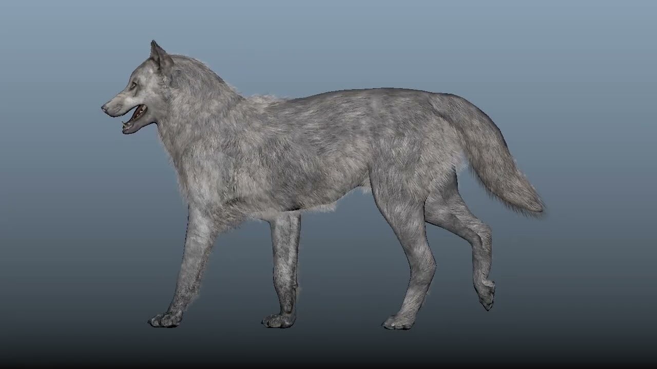 ArtStation - Wolf Cycle Animation