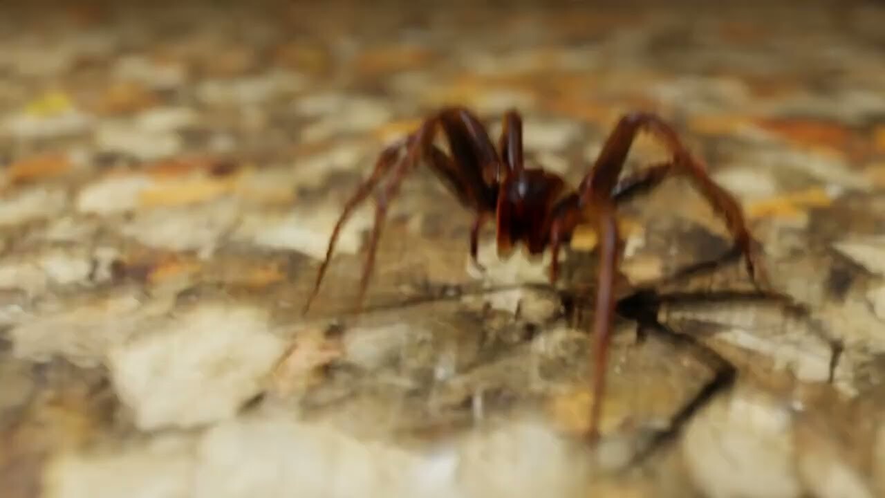 ArtStation - Spider running animation