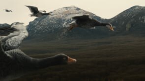 ArtStation - Goose rig