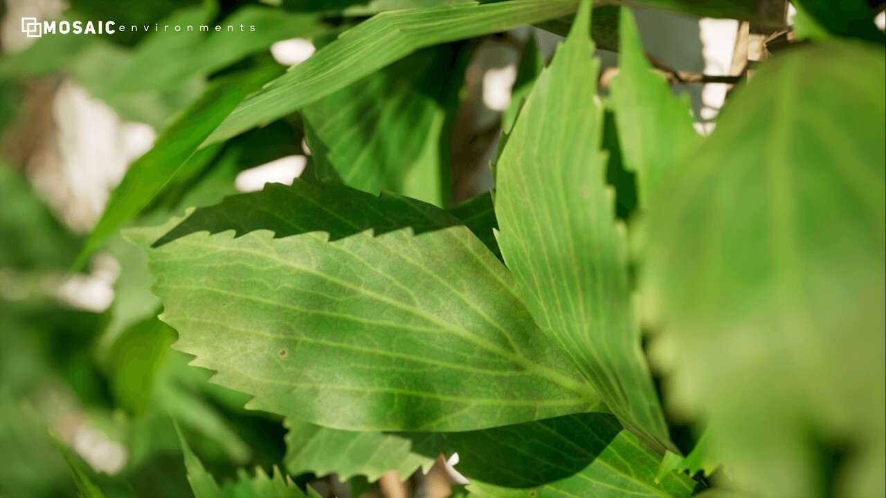 ArtStation - Vines with texture generator and spline system