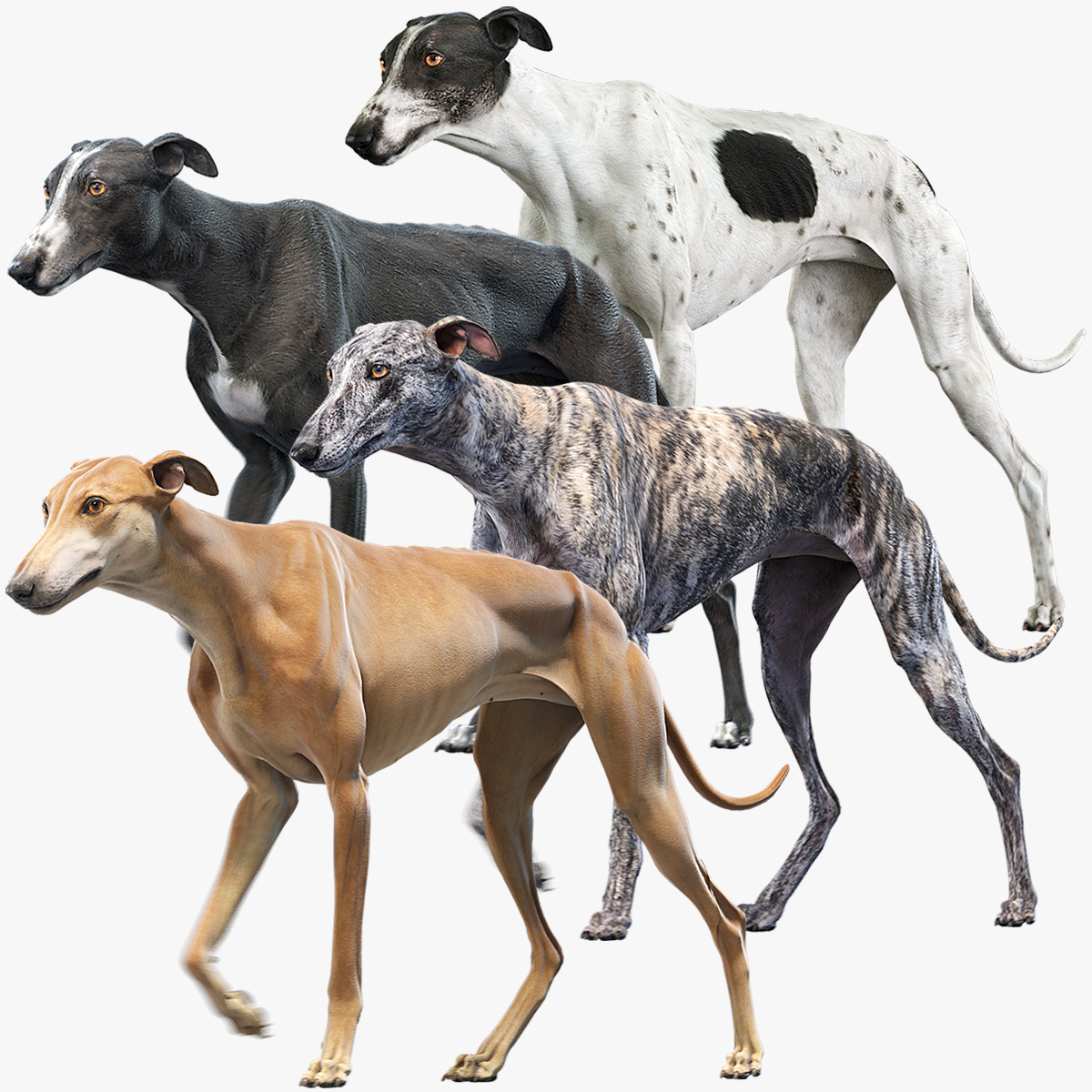 ArtStation - Greyhound Animated Collection