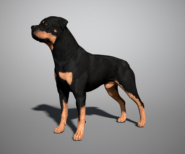 ArtStation - Rottweiler Game-Ready | Game Assets
