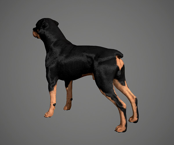 ArtStation - Rottweiler Game-Ready | Game Assets