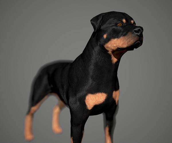 ArtStation - Rottweiler Game-Ready | Game Assets