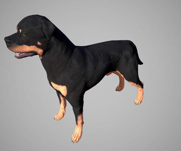 ArtStation - Rottweiler Game-Ready | Game Assets