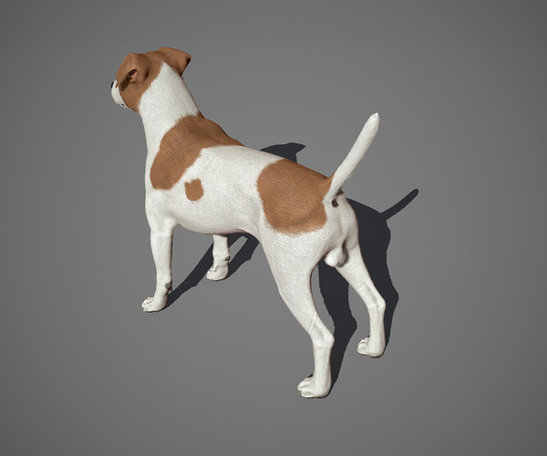 ArtStation - Jack Russell Game-Ready | Game Assets