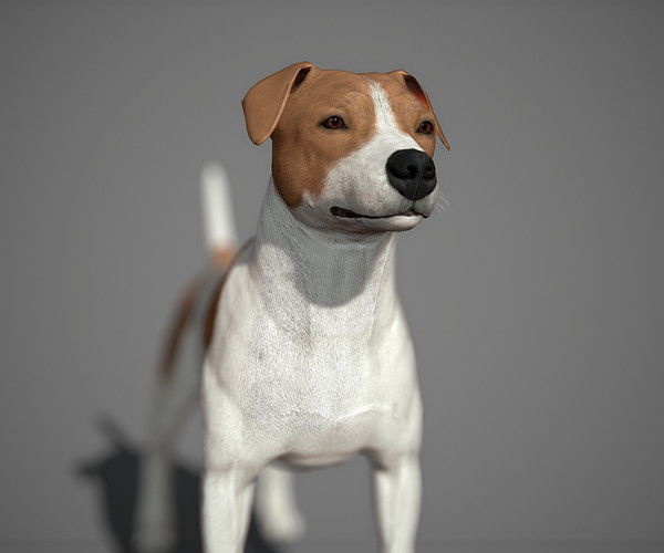 ArtStation - Jack Russell Game-Ready | Game Assets