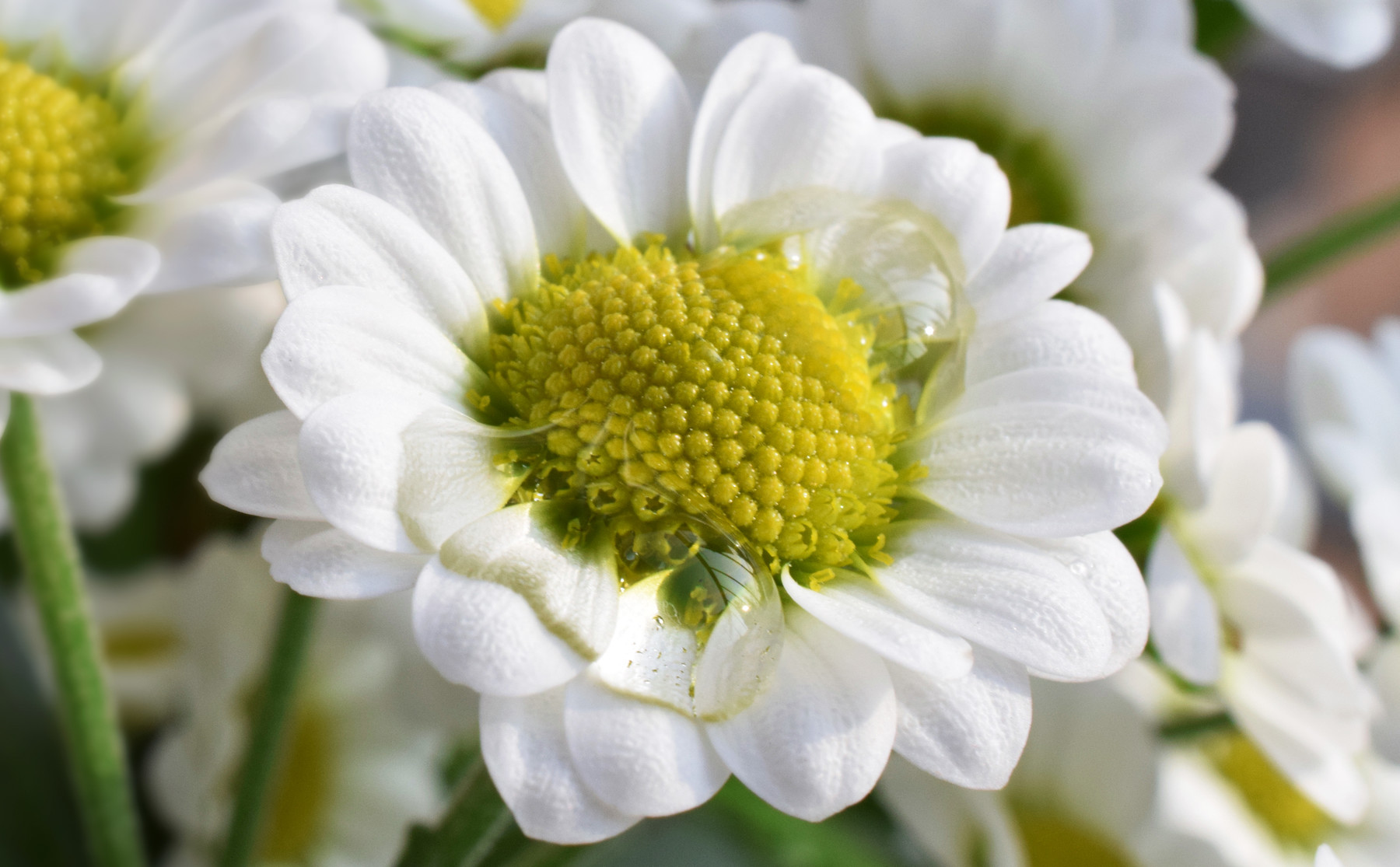 ArtStation - Reference: Flower and Macro Pack 100 | Resources