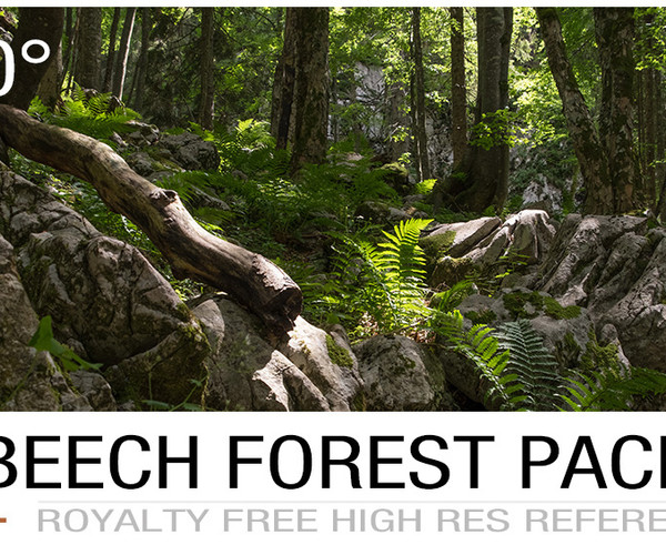 ArtStation - BEECH FOREST PACK | Resources