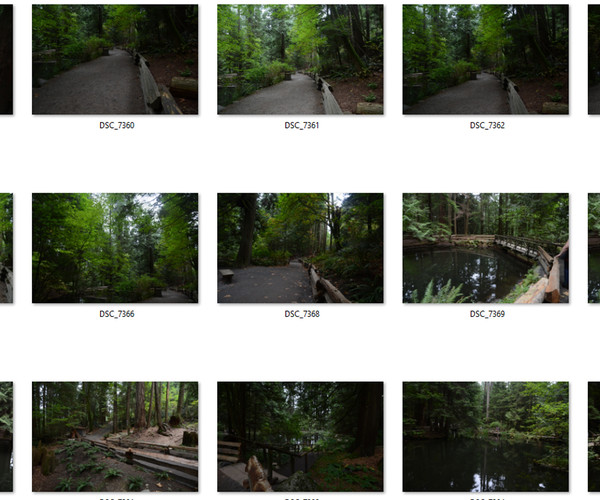 ArtStation - Forest Interior - 1300+ Photographic Reference Images ...