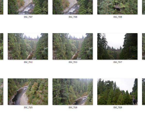 ArtStation - Forest Interior - 1300+ Photographic Reference Images ...