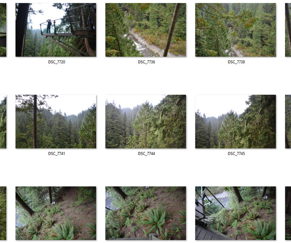 ArtStation - Forest Interior - 1300+ Photographic Reference Images ...