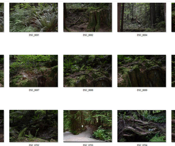 ArtStation - Forest Interior - 1300+ Photographic Reference Images ...