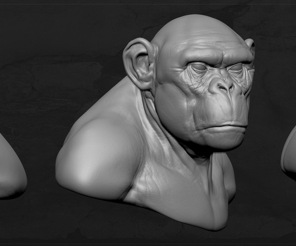 ArtStation - ZBrush: Sculpting/Rendering a Chimpanzee | Tutorials