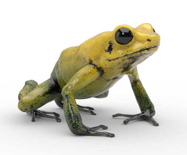 ArtStation - Golden Poison Dart Frog | Game Assets