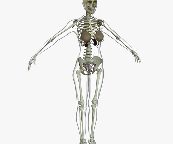 ArtStation - Ultimate Complete Rigged Female | Resources