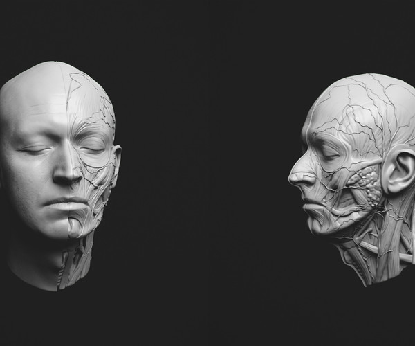 ArtStation - head ecorche | Resources