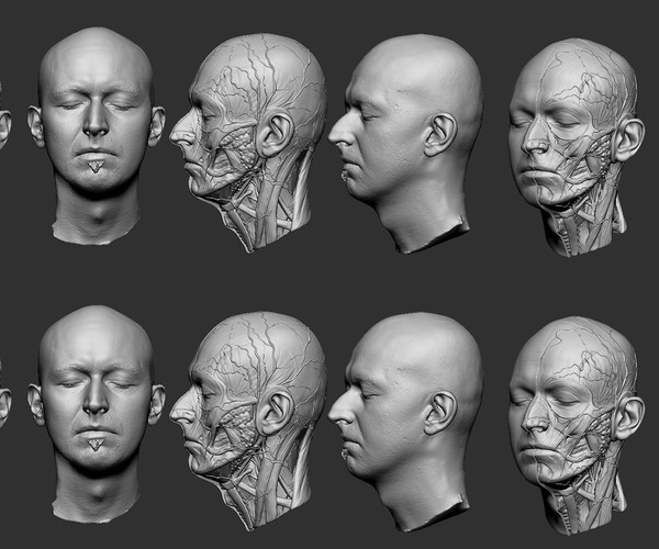 ArtStation - head ecorche | Resources
