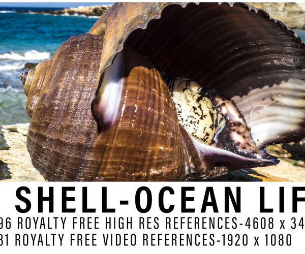 ArtStation - THE SHELL - OCEAN LIFE PACK 01 | Resources
