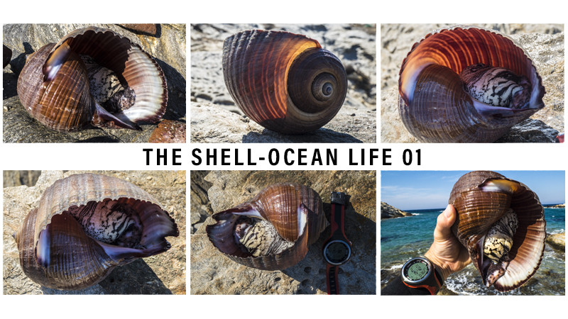 ArtStation - THE SHELL - OCEAN LIFE PACK 01 | Resources