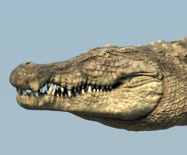 ArtStation - Crocodile Maya Rig | Resources