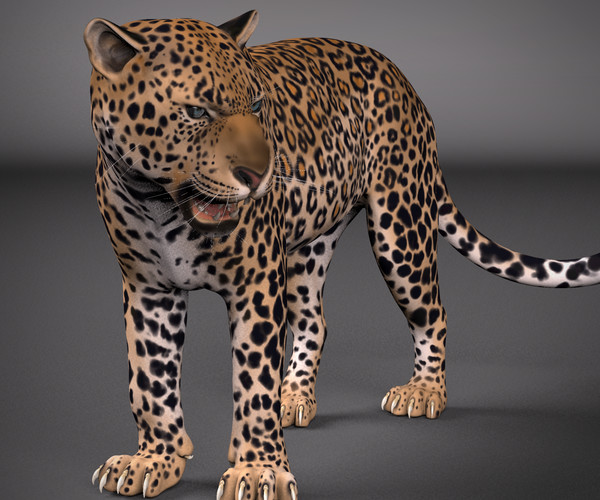 ArtStation - Leopard Maya Rig | Resources