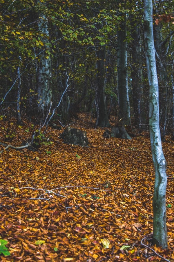 ArtStation - Autumn Photo Pack | Resources