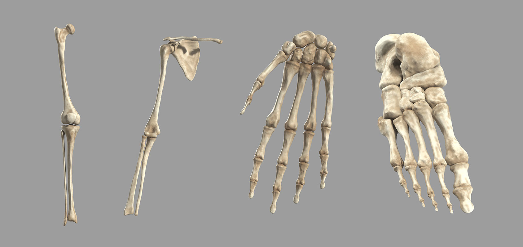 ArtStation - Human Anatomy Male Skeleton | Resources