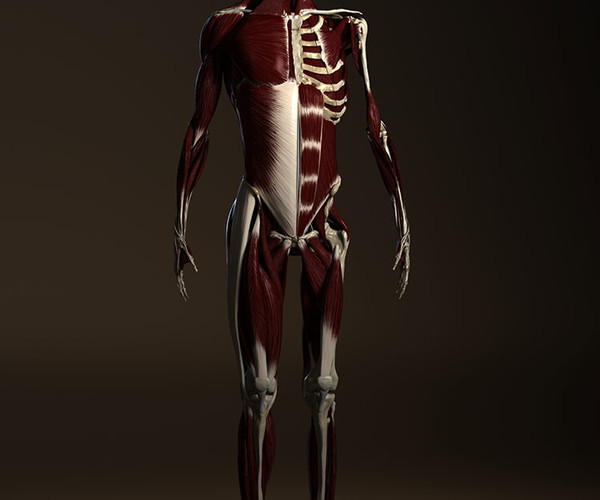 ArtStation - Human Male Anatomy Model | Resources