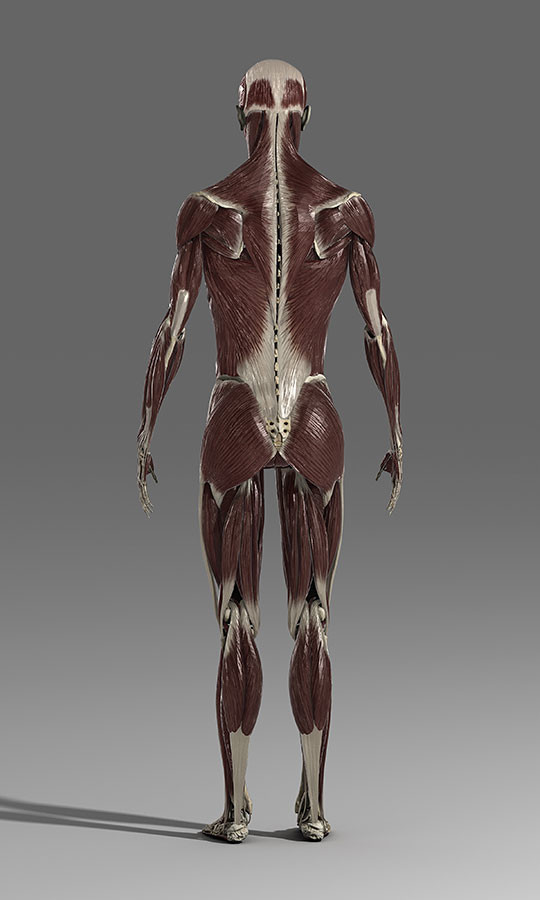 ArtStation - Human Male Anatomy Model | Resources
