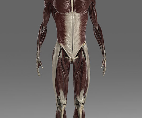 ArtStation - Human Male Anatomy Model | Resources