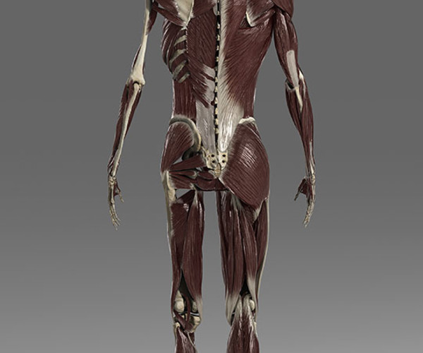 ArtStation - Human Male Anatomy Model | Resources