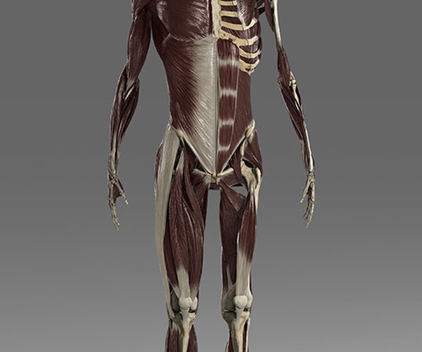 ArtStation - Human Male Anatomy Model | Resources
