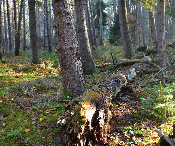 ArtStation - Pine Forest References Photos | Resources