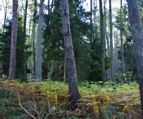 ArtStation - Pine Forest References Photos | Resources