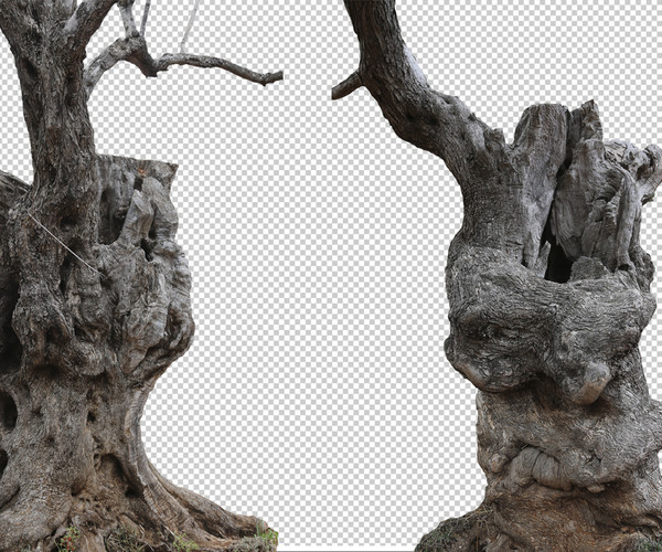 ArtStation - Reference Pack - Knotty Tree Trunk | Resources
