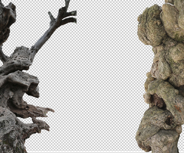 ArtStation - Reference Pack - Knotty Tree Trunk | Resources