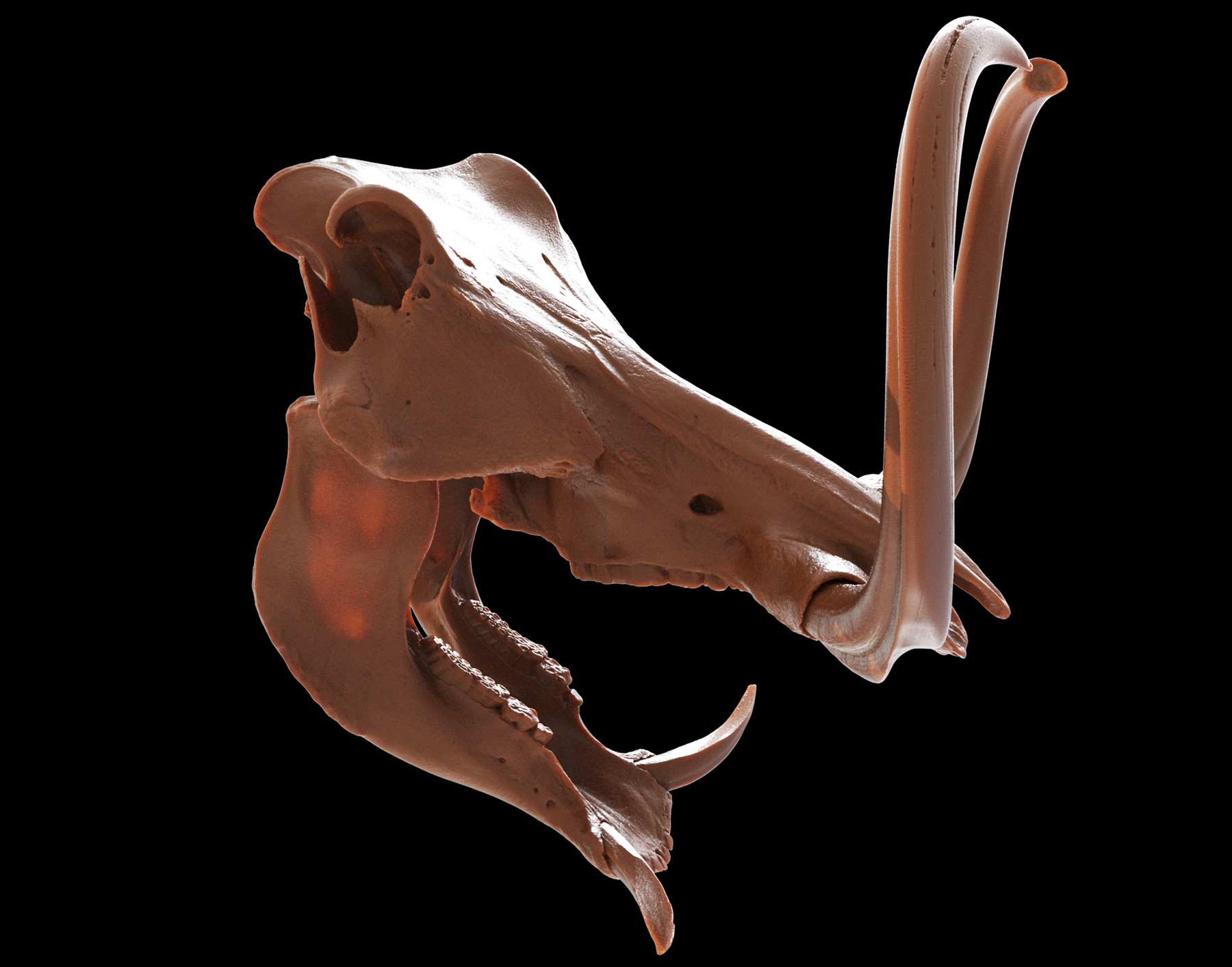 ArtStation - Warthog Skull | Resources