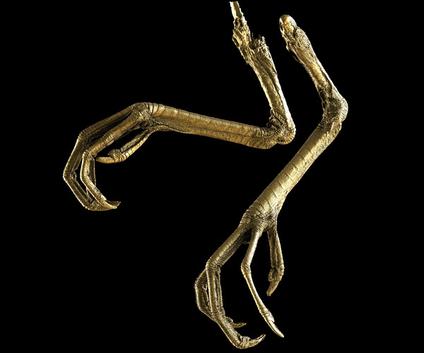 ArtStation - Pukeko legs | Resources