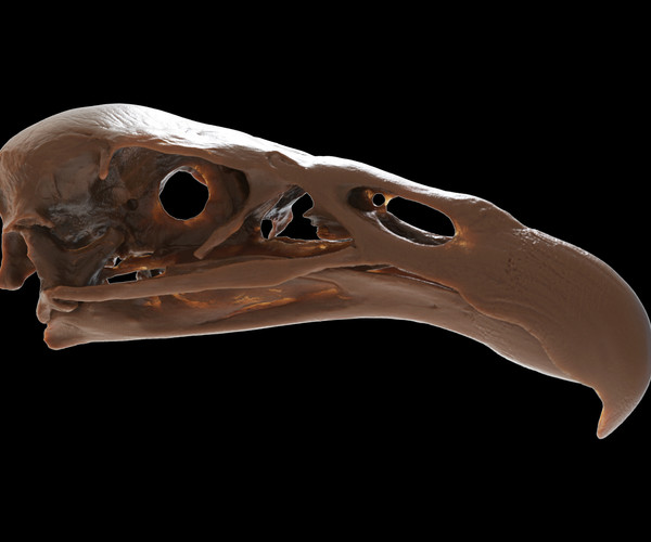 ArtStation - Condor | Resources