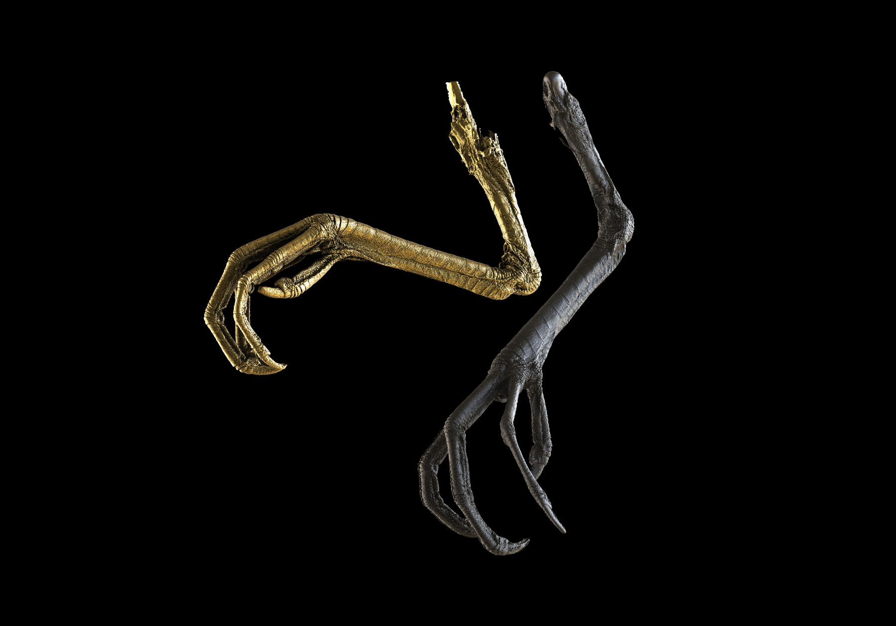 ArtStation - Pukeko legs | Resources