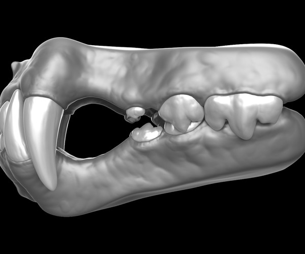 ArtStation - CREATURE KITS: African Lion Teeth & Gums - High Poly OBJ ...