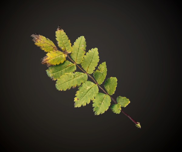 ArtStation - Leaf Green Tropical Seamless PBR Texture with Alpha Map ...
