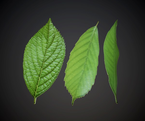 ArtStation - Leaf Green Seamless PBR Texture with Alpha Map | Game Assets