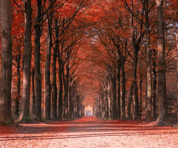 ArtStation - Reference: Autumn Pack 50 | Resources