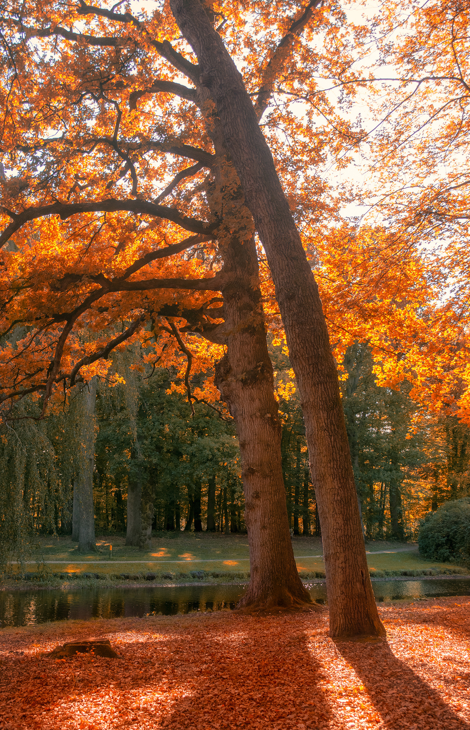 ArtStation - Reference: Autumn Pack 50 | Resources