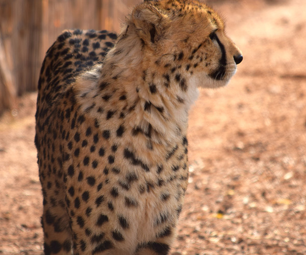 ArtStation - Reference: Animal Pack 100 | Resources