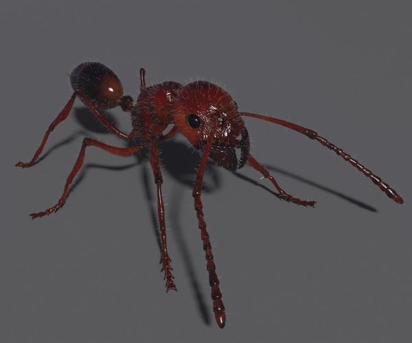 ArtStation - Fire Ant Maya Rig | Resources