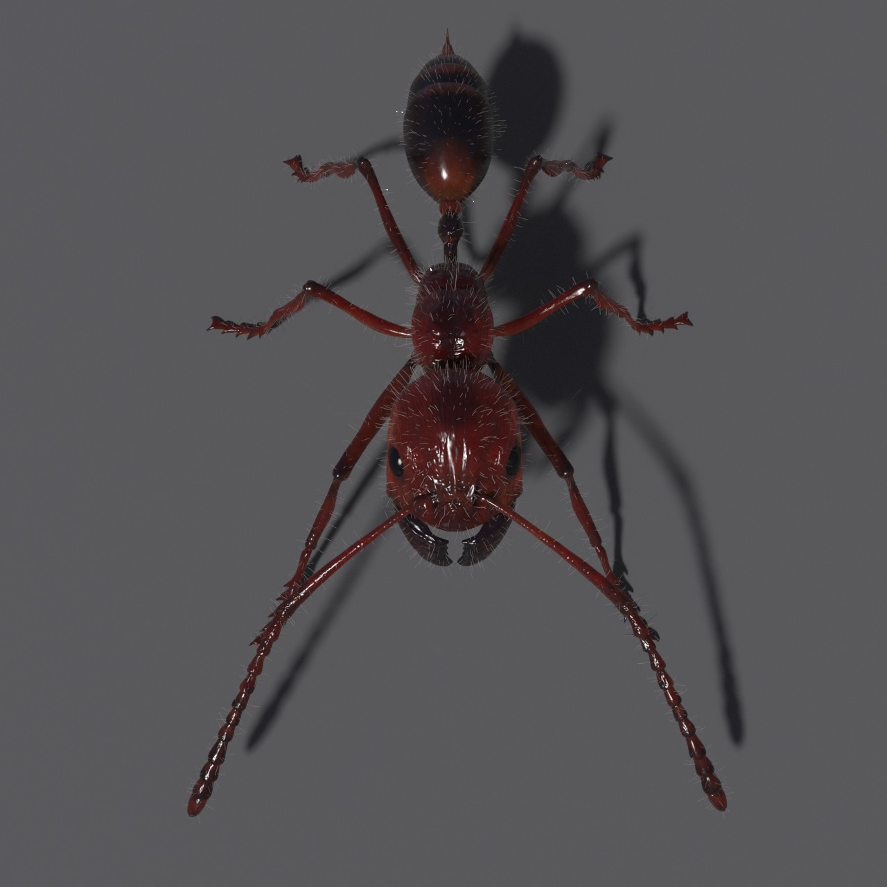 ArtStation - Fire Ant Maya Rig | Resources